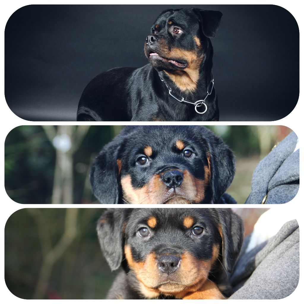 Accueil - Elevage Mythical Chaos - eleveur de chiens Rottweiler