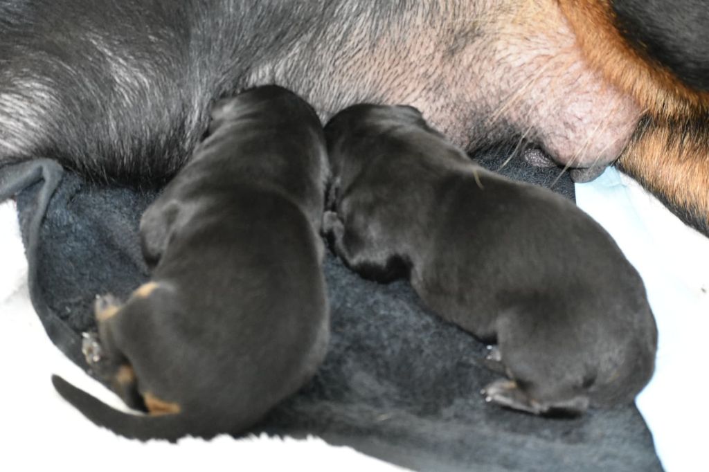 Accueil - Elevage Mythical Chaos - eleveur de chiens Rottweiler